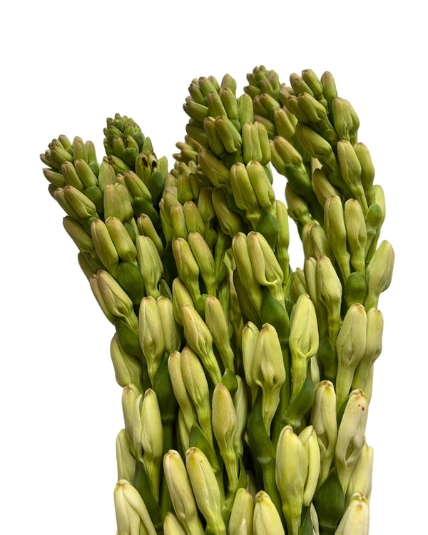 Tuberose - Fresh Flower Delivery Malaysia – Century Flower