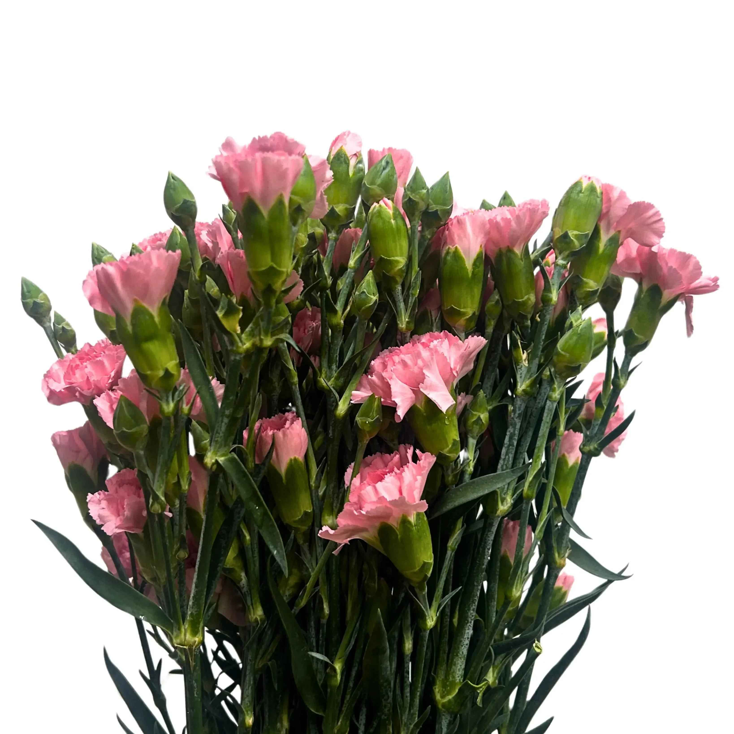 Carnation - Fresh Flower Delivery Malaysia – Century Flower