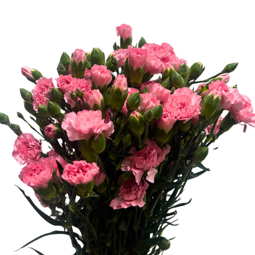 Carnation - Fresh Flower Delivery Malaysia – Century Flower
