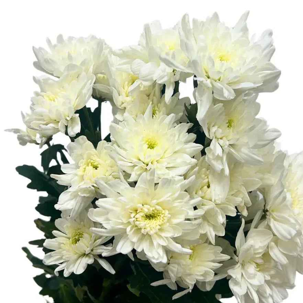 Chrysanthemum Pom Pom White | Buy Pom Pom White Malaysia | Fresh ...
