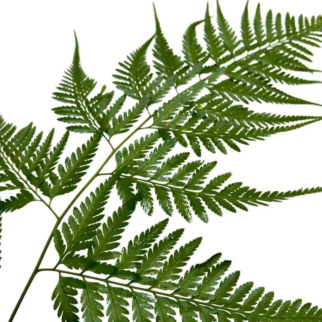 Paku Leaf | Fresh Paku Leaf Malaysia | Wholesale Foliage Supply ...