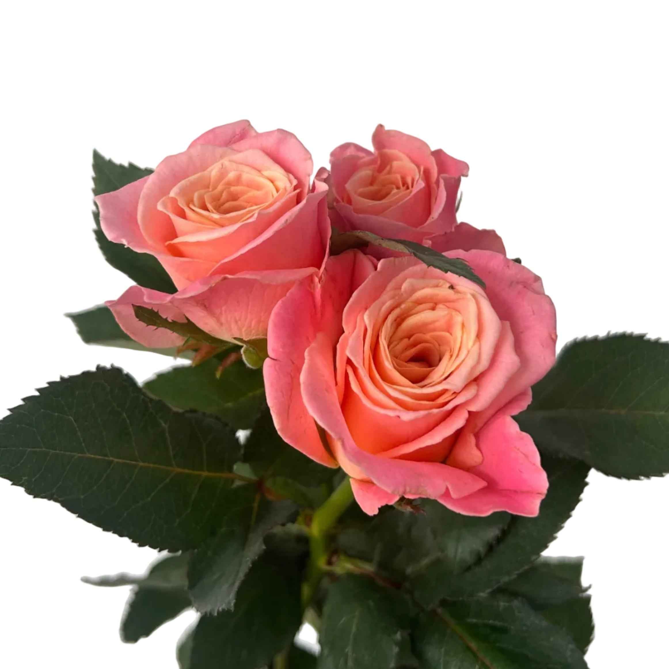 Century Flower | Fresh Flower Wholesale Supplier & Florist Malaysia