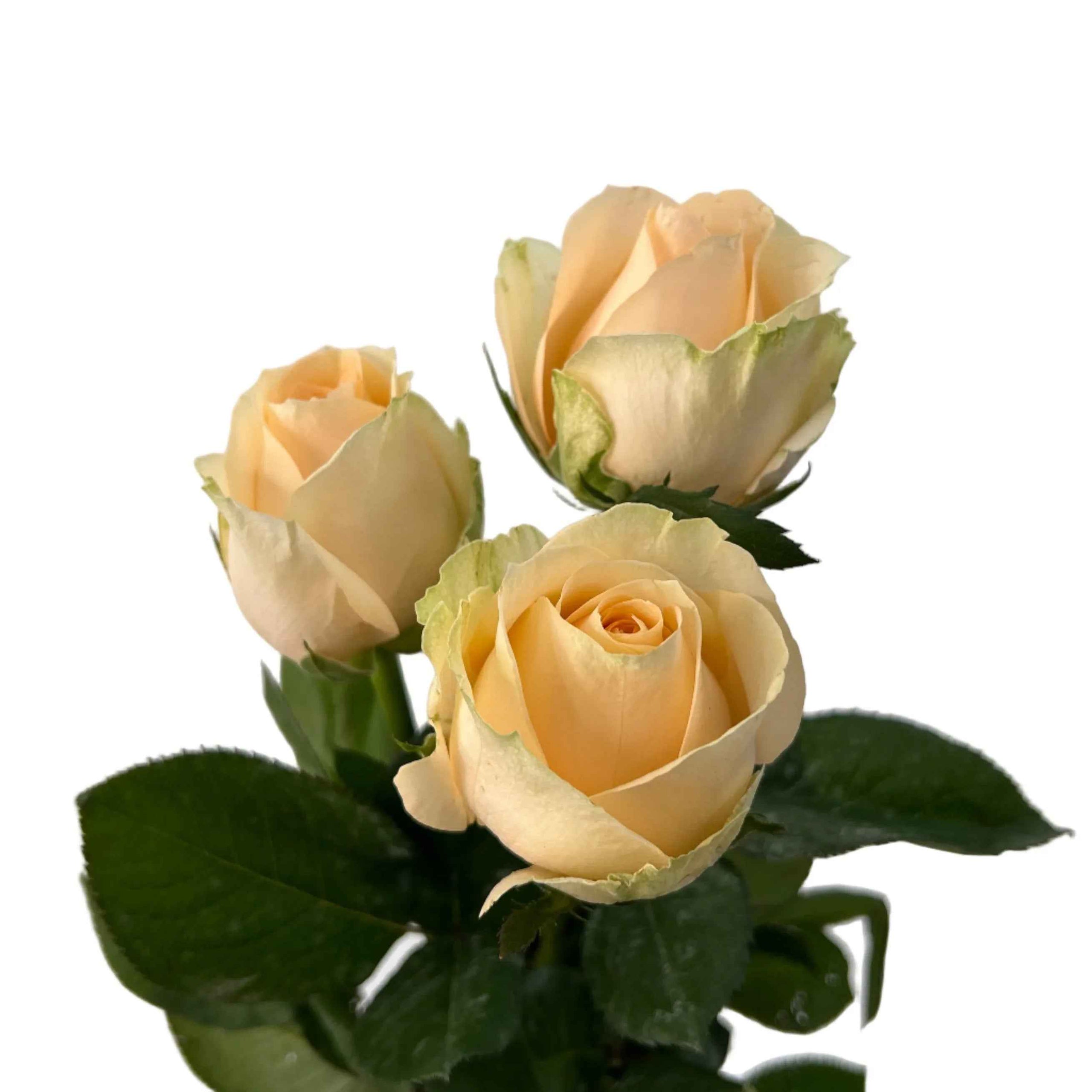 Century Flower | Fresh Flower Wholesale Supplier & Florist Malaysia