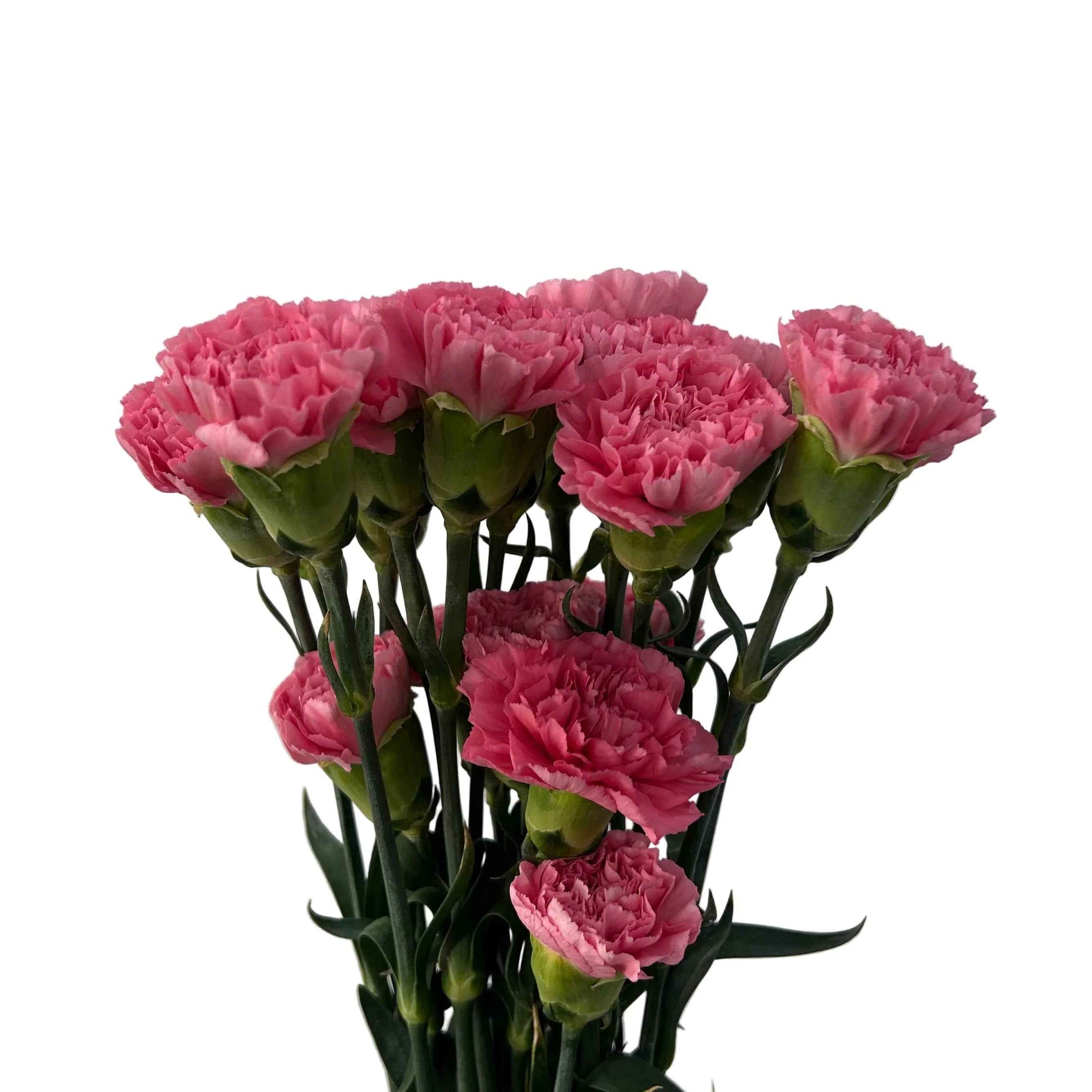 Carnation - Fresh Flower Delivery Malaysia – Century Flower