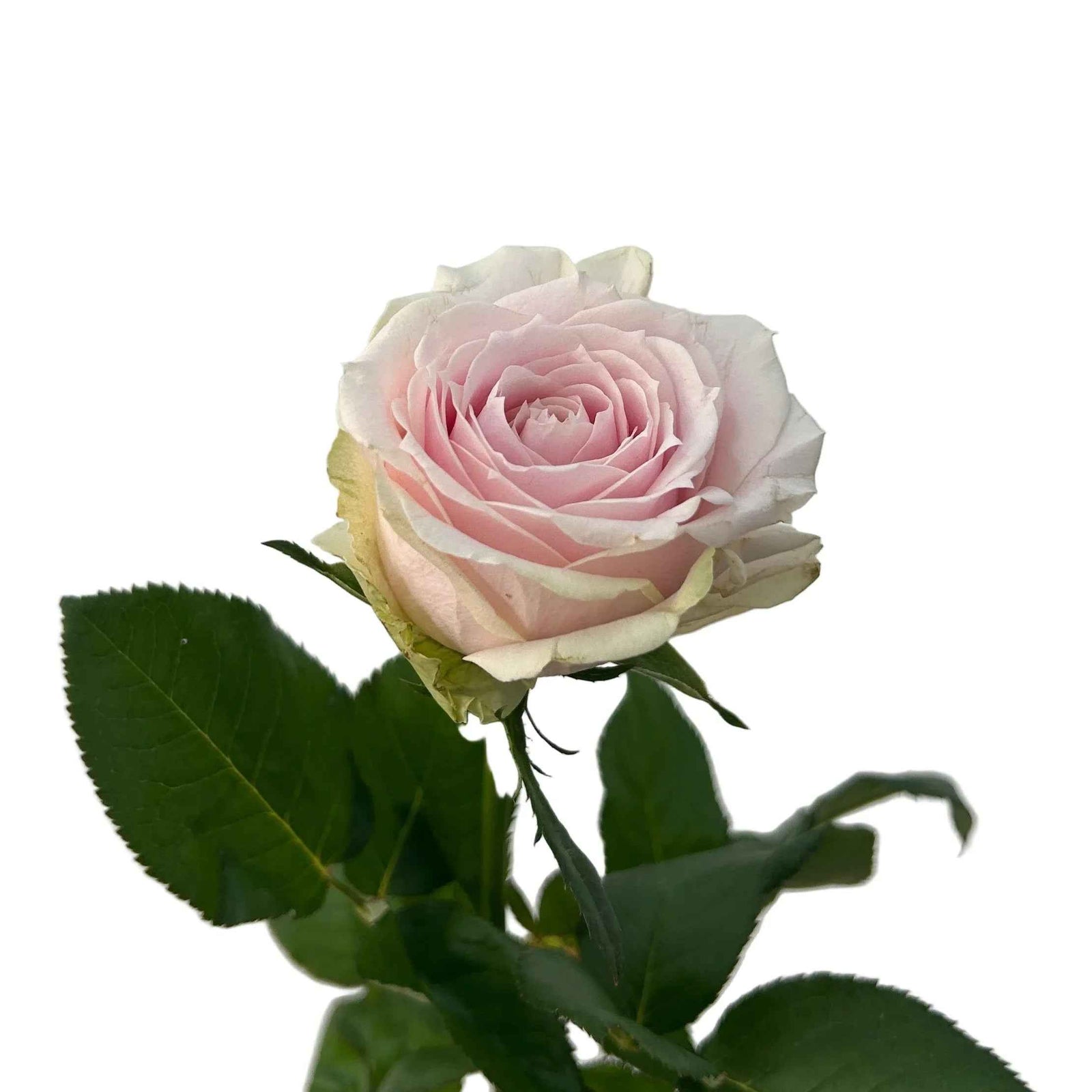 Century Flower | Fresh Flower Wholesale Supplier & Florist Malaysia
