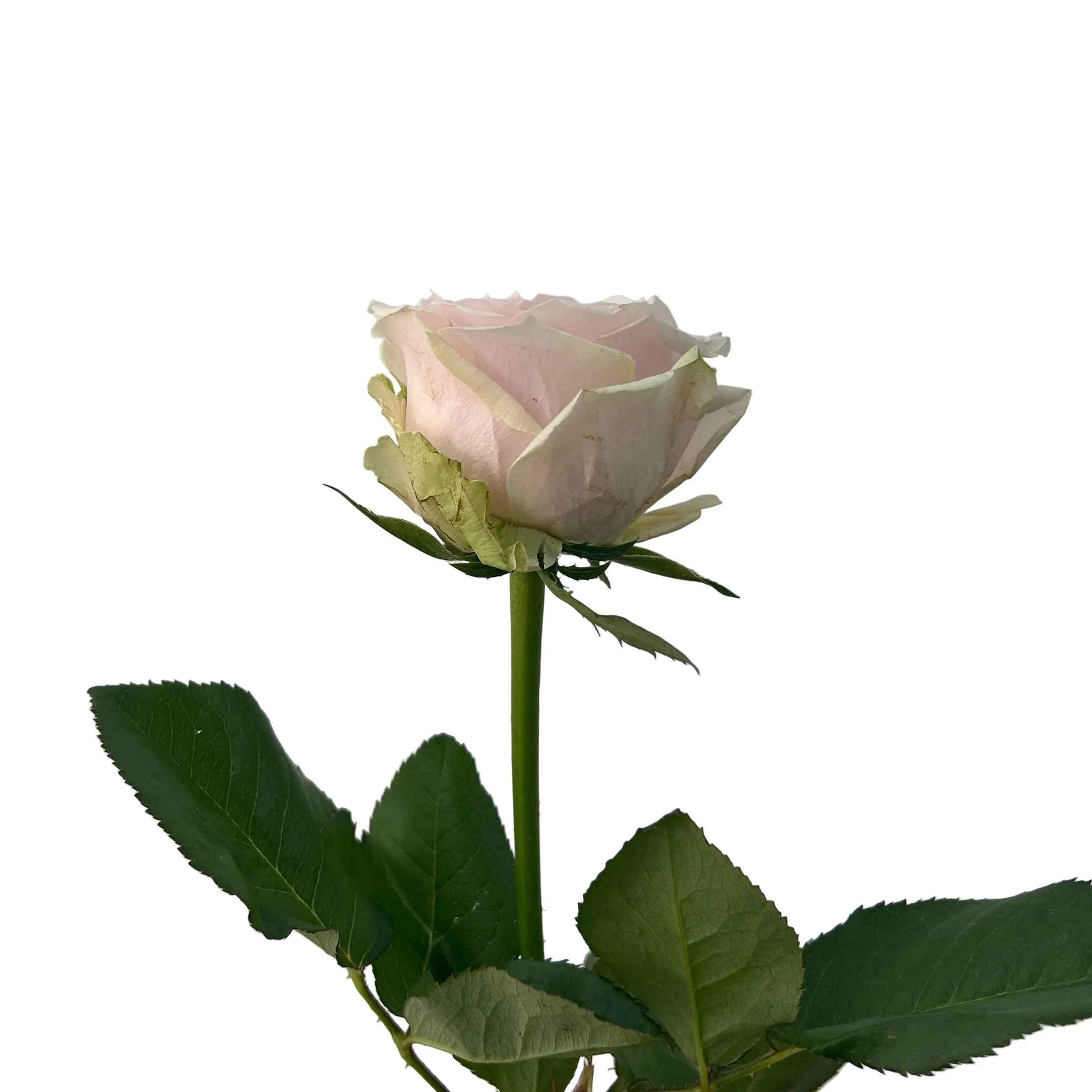 Century Flower | Fresh Flower Wholesale Supplier & Florist Malaysia